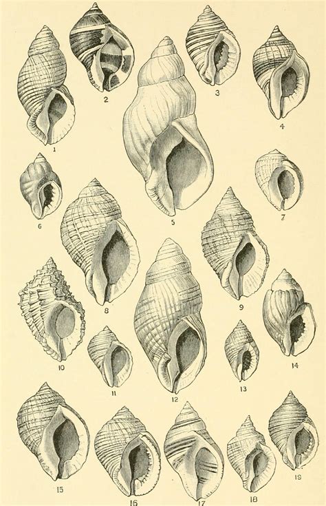 8 The Response To Phenotypic Selection Biology Libretexts