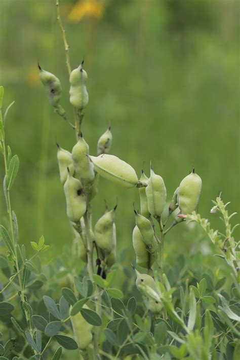 Baptisia Aberrans Eastern Prairie Blue Wild Indigo Glade Wild Indigo North Carolina