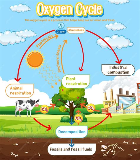Premium Vector Oxygen Cycle Diagram For Science Education
