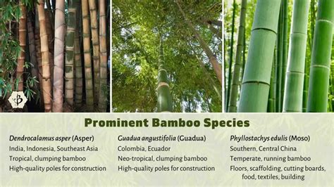 The Best Bamboo Species For Poles Bambu Batu