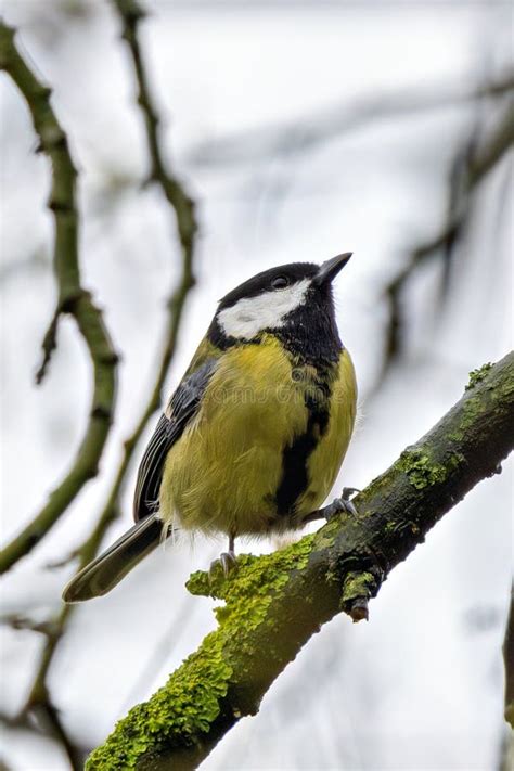 Great Tit Parus Major Common In Gardens Woodlands And Parks Across