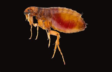 Fleas Vs Bed Bugs