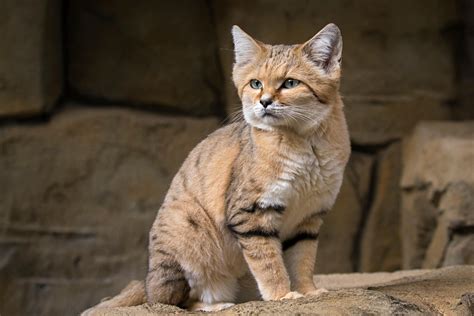 Crossbred cat embryos frozen in Siberia will save endangered species ...