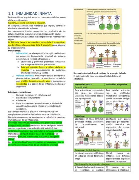Inmunidad Innata Medika Notes Udocz