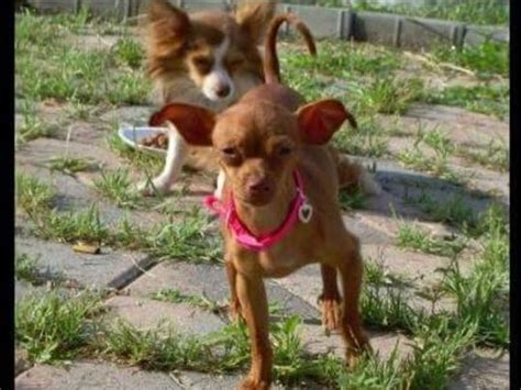 "Dreamer: The Inspiration Behind Dreamers Pups"