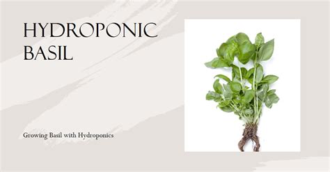 Hydroponic Basil Plant A Guide For Culinary And Health Benefits