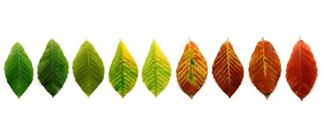 How To Identify Beech Trees In Connecticut Barts Tree Service