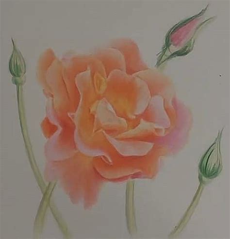 Colour Pencil Rose Drawing