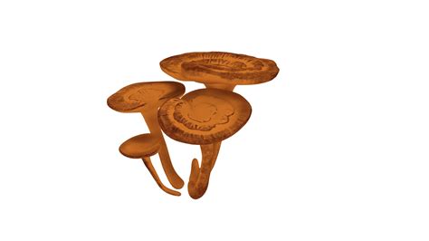 Plants Ganoderma Lucidum Fungal Vegetation 3d Model Turbosquid 1909545