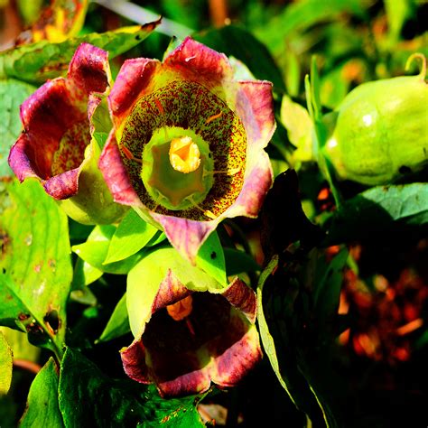 Codonopsis St Francis Herb Farm