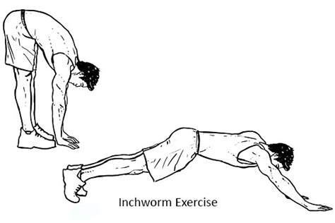 Complete Bodyweight Exercise Guide Efitnesshelp