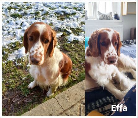 Psí jméno: Effa - význam a původ jména
