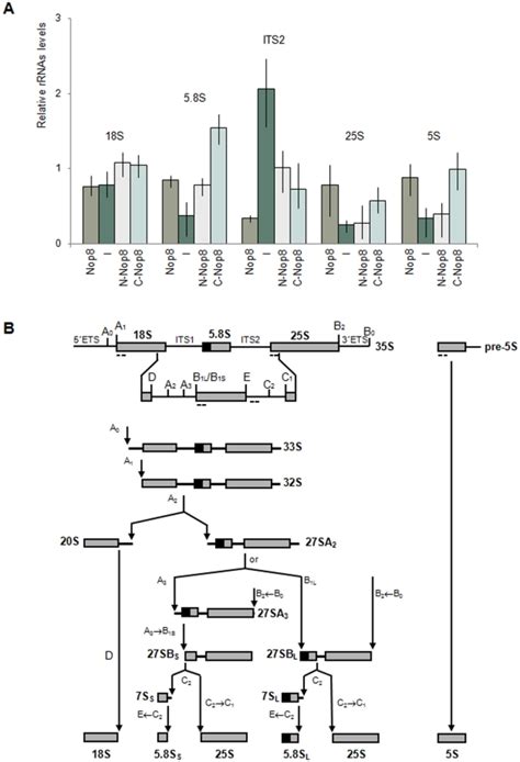 A Qpcr Was Performed With Total Rna Extracted From Conditional Strain Download Scientific