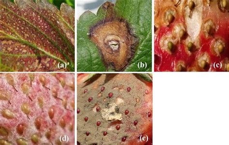 Table 1 From Detection Of Strawberry Diseases Using A Convolutional
