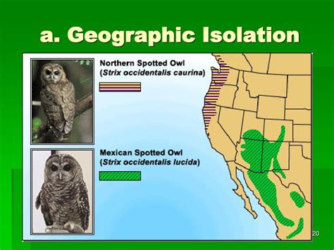Define Species Geographic Isolation At Abigail Schardt Blog