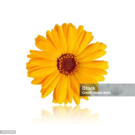 금송화 Officinalis 꽃은 흰색 배경에 분리되어 있습니다 금잔화 약용 식물 치유 허브 0명에 대한 스톡 사진 및 기타