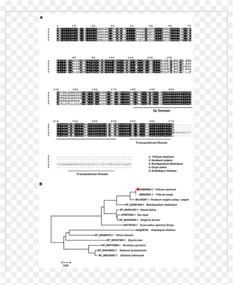 Multiple Sequence Alignment And Phylogenetic Analysis Monochrome HD