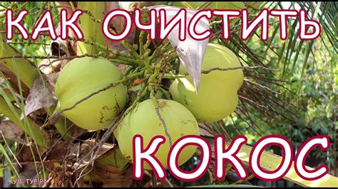 как очистить кокос - YouTube