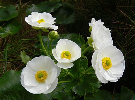 무료 이미지 자연 꽃잎 식물학 수생 식물 플로라 야생화 화이트 플라워 뉴질랜드 수선화 라 난큐 루스 알리 거치 마운트 쿡리 풀 미나리 아재비