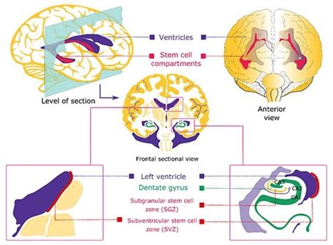 Neural Stem Cell Culture Protocols