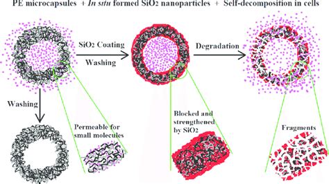 Schematic Representation Of Polyelectrolytesilica Microcapsules