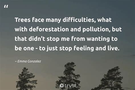 82 Tree Quotes To Encourage Growth And Preservation