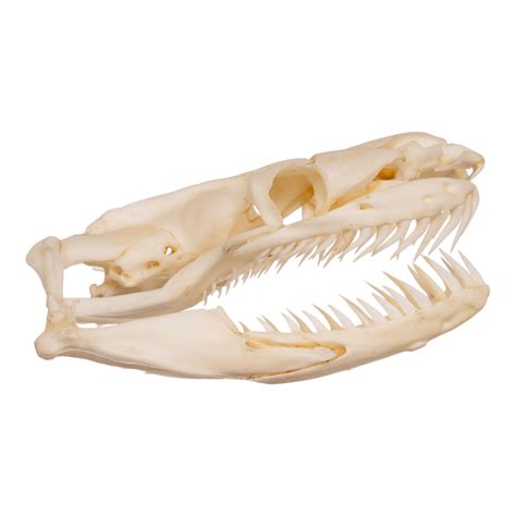 Real Reticulated Python Skull For Sale — Skulls Unlimited International