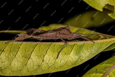 Premium Photo Adult Leaf Footed Bug
