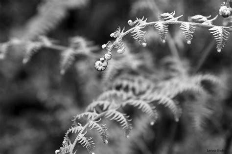 When Poetry Gets Political Anne Leigh Parrish