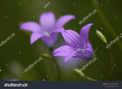 Small Bells Images Stock Photos Vectors Shutterstock