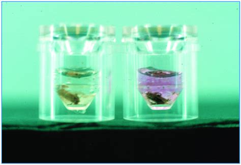 Colorimetric Assay Of Biotinidase Activity On The Left No Or Download Scientific Diagram