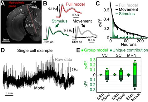 Single Trial Neural Dynamics Are Dominated By Richly Varied Movements