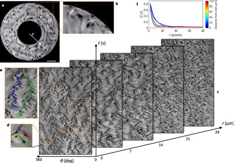 Active Nematic Dynamics Close To A Wall A Fluorescence Micrograph Of Download Scientific