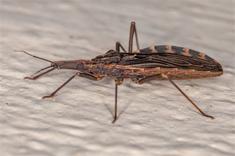 The Kissing Bug Disease Has Permanently Moved Into The Us