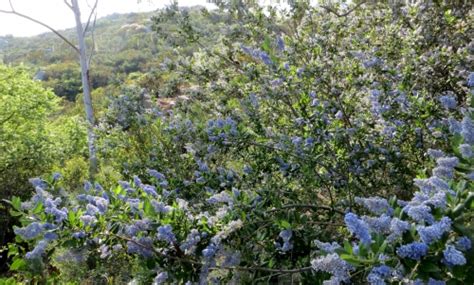 Ray Hartman Ceanothus