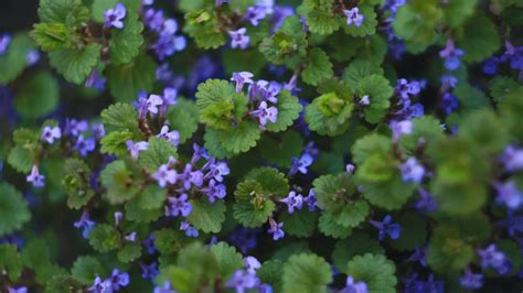 Creeping Charlie Weed Control Storm Lawn Care