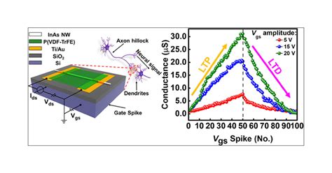 Artificial Synapse Based On An Inas Nanowire Field Effect Transistor With Ferroelectric Polymer