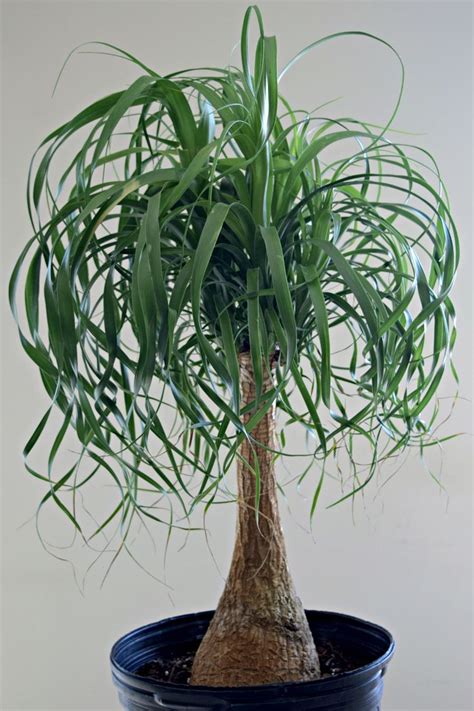 Ponytail Palm Plants House Plants Garden