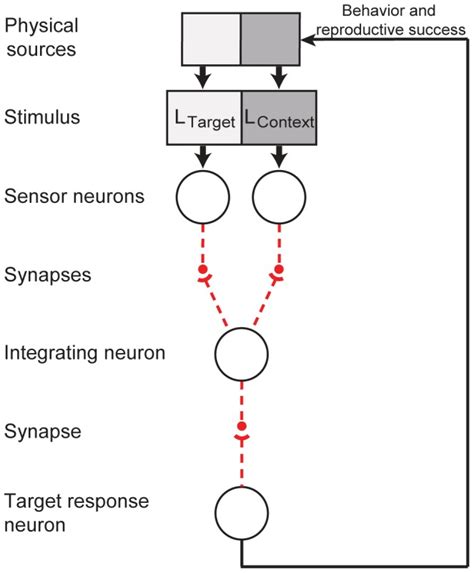 Stimulus Luminance Values Ltarget And Lcontext Were Received By Two Download Scientific