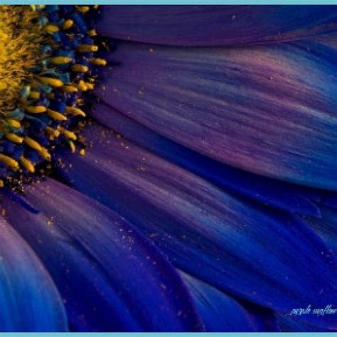 Purple Sunflower Wallpapers Top Free Purple Sunflower Backgrounds