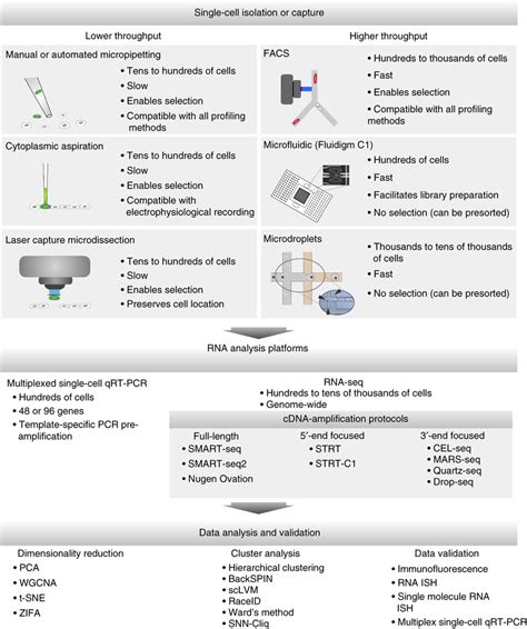 Experimental Approaches Commonly Used For Single Cell Gene Expression