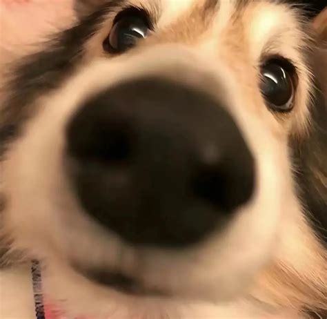 抽象猫狗情侣头像 抖音