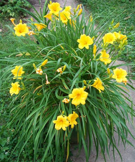 Yellow Daylily For Sale Fast Growing Sun Perennials