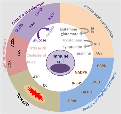 前沿综述 肿瘤与衰老的共同表现：代谢障碍，代谢重编程（代谢修复）是慢病防治关键 瑞士领誉医疗官方网站：您的欧洲私人医生！