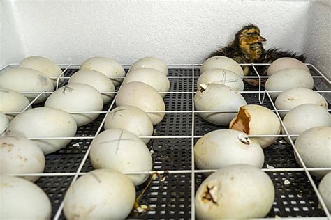 Incubating Goose Eggs Hatching Process Hatching Egg Incubator Duck Hatchery Photo Background And