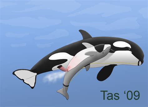 Rule 34 2009 Anal Anal Sex Cetacean Cum Cum In Ass Cum Inside Cumshot Dolphin Female Feral