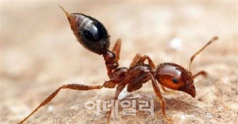 붉은독개미에 물리면 이렇게 대처하세요