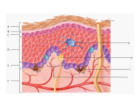 Parts Of Epidermis — Printable Worksheet