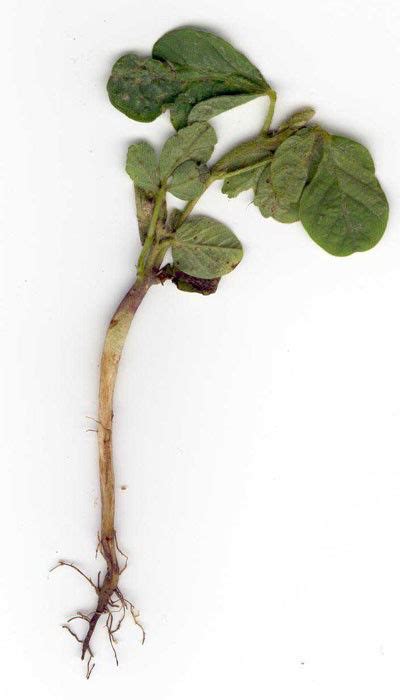 1323138675 Soybean Herbicide Injury 5017s4 Crop Science Us