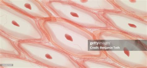 Epithelial Tissue Skin Tissue Cells Layers Of Skin High Res Vector Graphic Getty Images